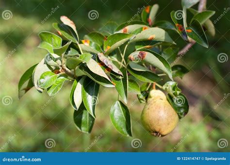 European Pear Rust Is A Common Fungal Disease Of Pears Stock Image
