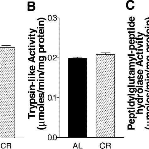 Heart Cytosolic 20s Proteasome Activity From 6 Mo Old Al And Cr Male