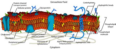 Function Of The Plasma Membrane Biology Review Video FAQ