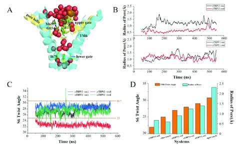 Characterization Of The Pore And S6 Twist Angle Profiles A The Download Scientific Diagram