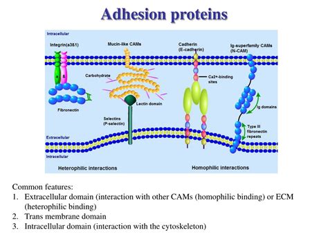 Ppt Epithelial Tissue Structure Function And Classification