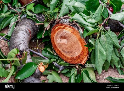 Cut Trunk Of A Cherry Tree Part Of A Cherry Tree Branch Cut To Heal