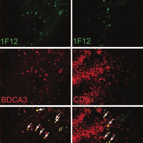 Anti 1f12 Scfv Labels Human Bdca3 And Mouse Cd8 Dcs In Human And Mouse
