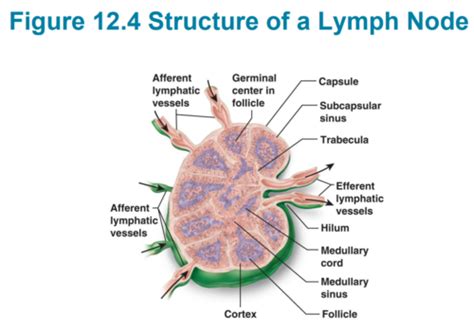 Lymph Nodes 2nd Flashcards Quizlet