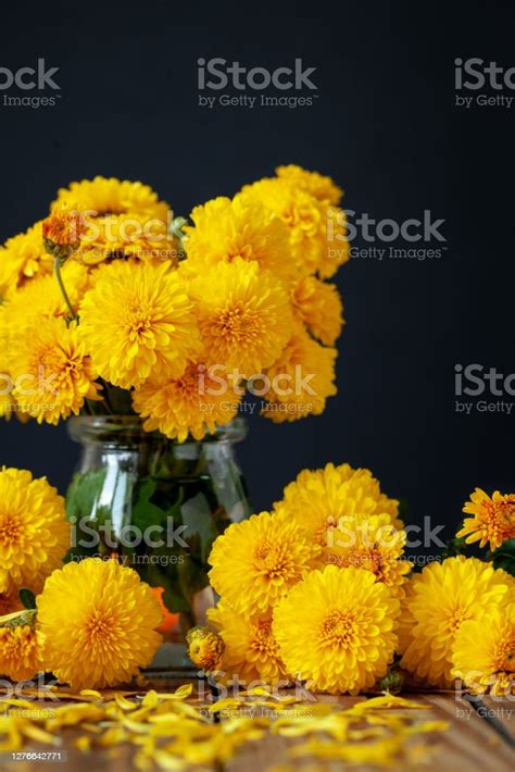 黒い背景に木製のテーブルの上に美しい黄色の菊の花束 まぶしいのストックフォトや画像を多数ご用意 まぶしい カラー画像