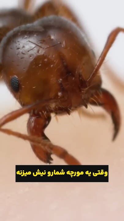 نیش مورچه ها دانستنیهایجالب دانستنیهایعلمی حقایقجالب Youtube