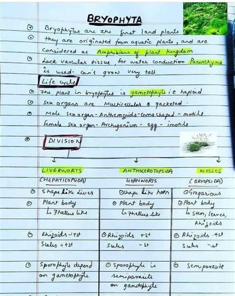 Short Notes On Bryophytes Its All About To Help You So Don T Answer