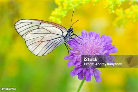 검은 정맥이 있는 흰 나비가 자연스러운 녹색 배경에 흰색 꽃에 앉아 있다 나비에 대한 스톡 사진 및 기타 이미지 Istock