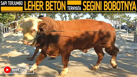 Sapi Terjumbo Leher Beton Masuk Pasar Timbangan Di Luar Prediksi Segini Bobotnya YouTube
