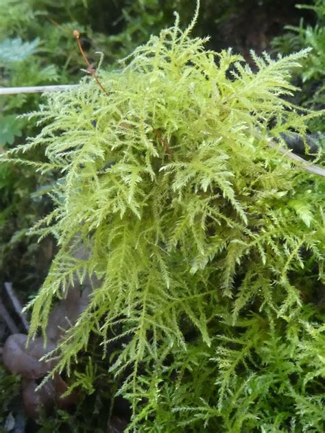 Common Feather Moss Naturespot