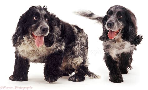 How To Help A Cocker Spaniel Lose Weight Easy Spaniel Training