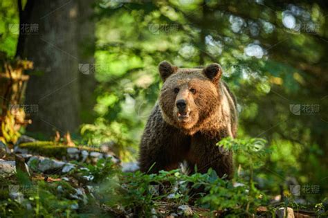 野生棕熊（ursus Arctos）近身