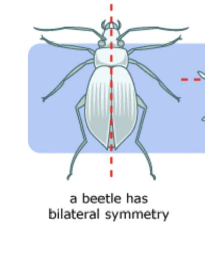 Biology 109 Lab Flashcards Quizlet