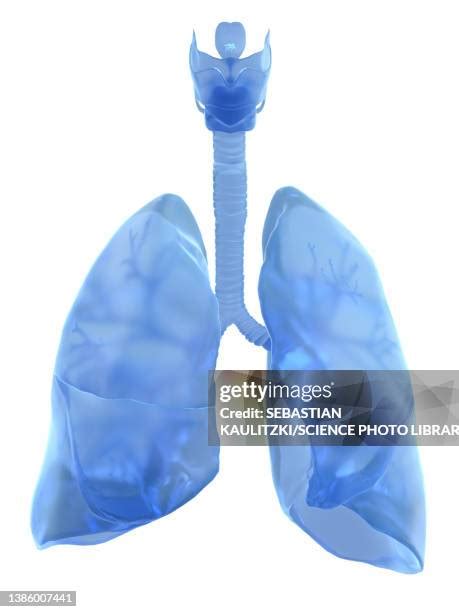 Cystic Fibrosis Illustration Photos And Premium High Res Pictures
