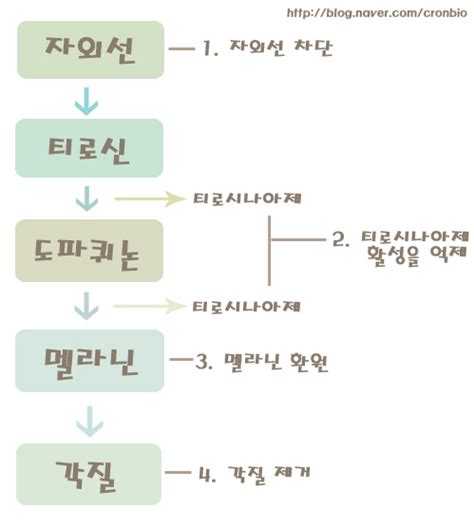 멜라닌 형성과정과 색소침착 예방법 네이버 블로그