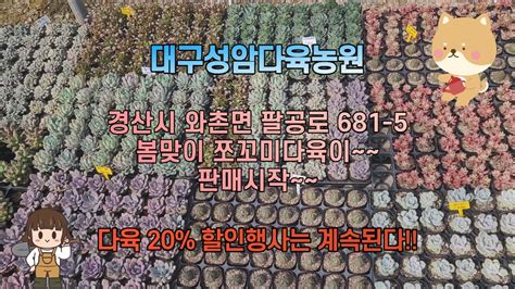 대구성암다육농원 봄맞이 2천원미만의 쪼꼬미다육이~~ 판매시작~~ Youtube