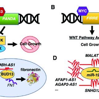Representative Long Non Coding RNAs LncRNAs In Diffuse Large B Cell