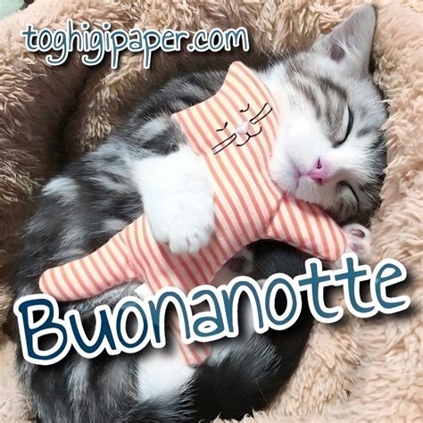 Buonanotte Gatti ToghigiPaper
