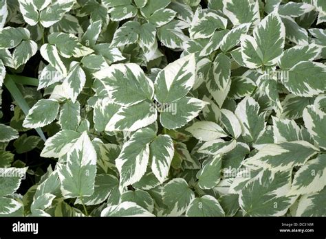 Variegated Ground Cover