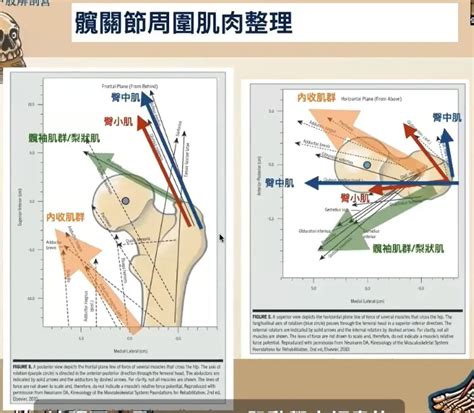 下肢解剖營 20 恥骨肌 1 恥骨肌屬於內收肌群，功能是髖屈肌： 無論髖內轉、外轉、內收都無法啟動它。 啟動恥骨肌穩定功能最好的動作：仰躺
