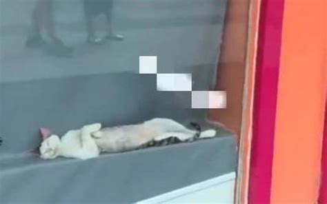 毛孩殭屍躺咖啡廳窗邊嚇壞路人急告知老闆 網大笑：貓勸你別多管閒事