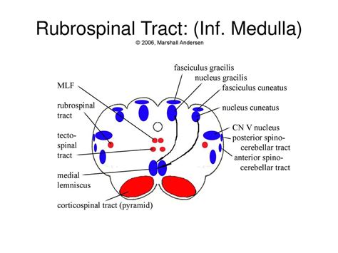 Descending Tracts Descending Tracts Fiber Types A Fibers Somatic