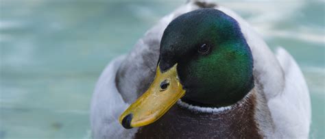 Waar Leeft De Wilde Eend Vogel Blog