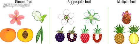 Different Types Of Fruits Simple Aggregate And Multiple Scheme For