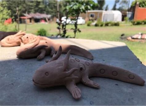 Axolotitlán Será El Primer Museo Dedicado Al Ajolote En La Cdmx Top Cdmx News