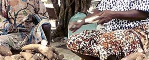 Research And Awareness Raising Increase Demand For Cassava Peel Based