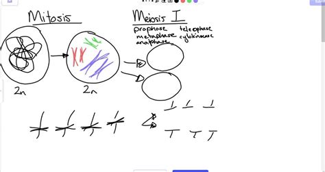 Solved In Detail Please Specify And Explain The Phases Of Both