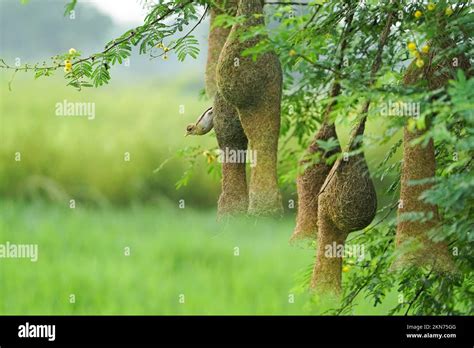 Baya Weaver Ploceus Philippinus With Nest Stock Photo Alamy