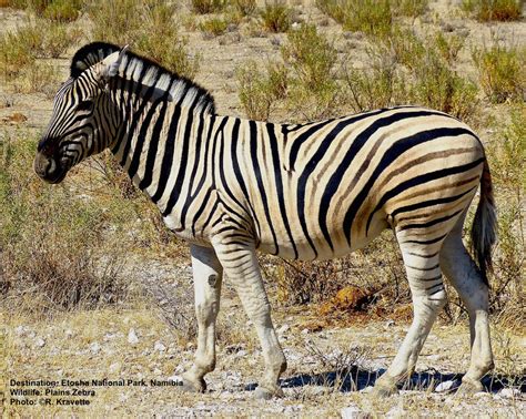 Zebra Destination Wildlife