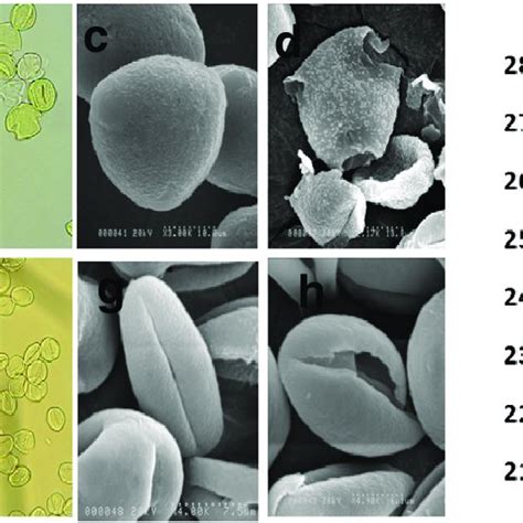 Morphological Features Of Pollens Photos Of Raw And Digested Pollens