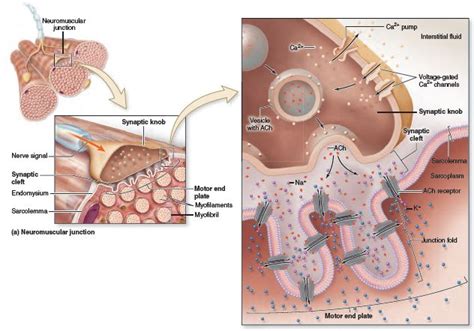 Structure And Organization Of A Neuromuscular Junction
