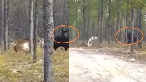 I Cani Sono Impazziti Avvistando E Inseguendo Questa Creatura Gigante