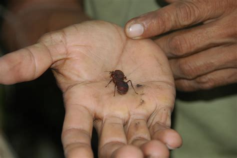 A Flood Brought A New Species Of Ant To My Neighborhood Size