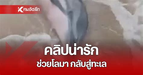 คลิปน่ารัก นักท่องเที่ยวและชาวบ้านช่วยโลมาเกยตื้น บริเวณชายหาดเกาะคอเขา