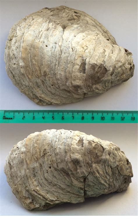 Please Help With Classification Of Two Mollusks Fossil Id The