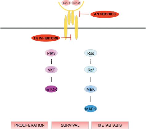 Figure 3 From The Scandinavian Sarcoma Group 25 Years Experience Semantic Scholar