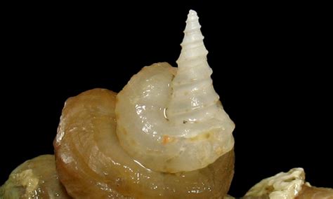 Vermicularia Knorrii Deshayes 1843 Florida Wormsnail