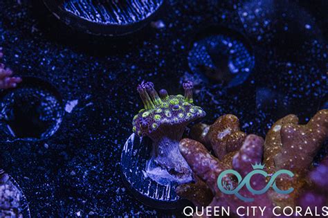 Long Polyp Toadstool Wysiwyg Queen City Corals