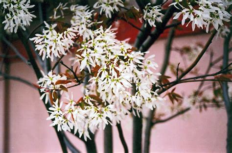 Buy Ballerina Shrub - Shade Trees | AgriForest