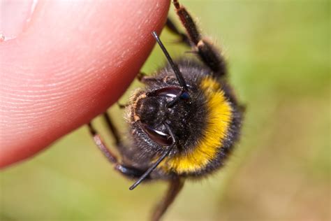 Bumble Bee Mrs Apis Mellifera