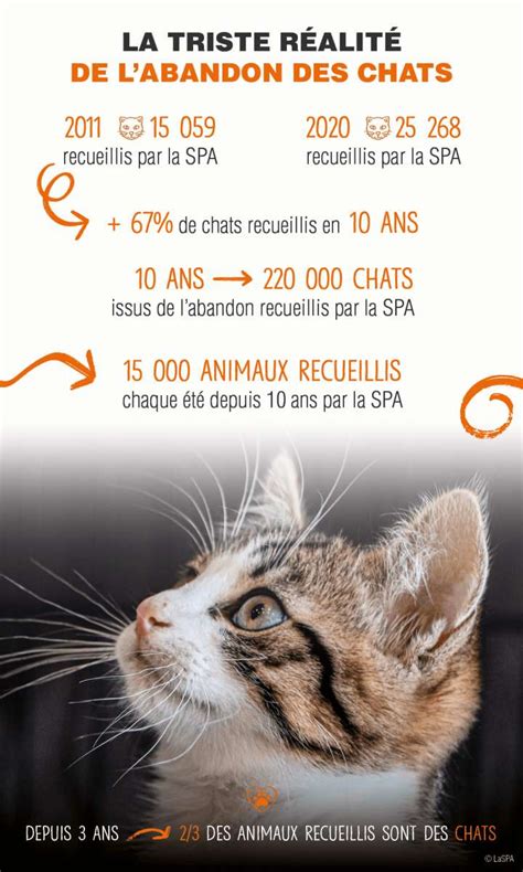 Very Cat Trip Le Nouveau Film De La SPA Contre Labandon Danimaux