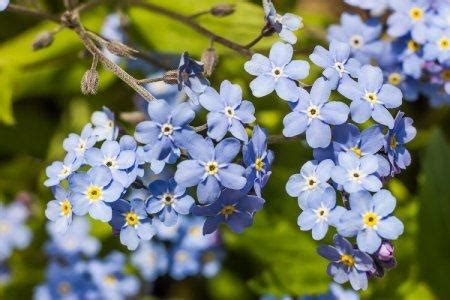 Незабудки (60 фото) - виды, уход и выращивание в открытом грунте