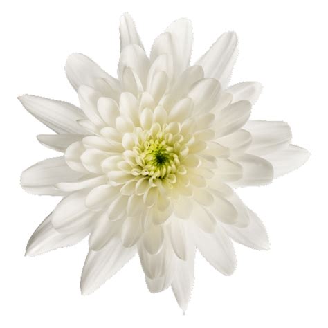 Ramo De Flores El Capiro Crisantemo Blanco X 1 Und