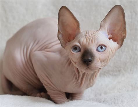 Sphynx Cat