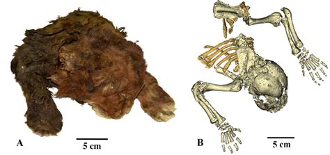 Immaculately Preserved Saber Tooth Cat Cub Found In Siberian Permafrost