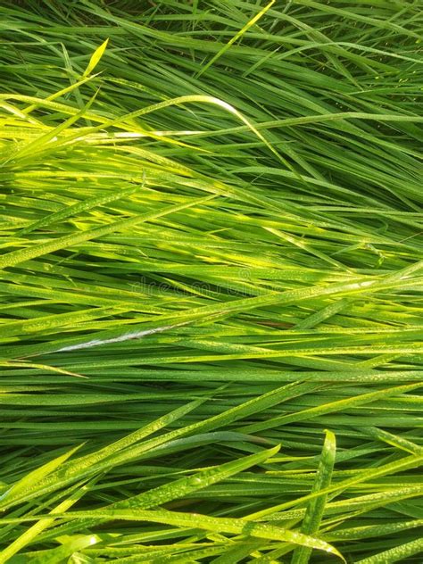 Abstract Green Grass Leaf Texture In West Kalimantan 5 Stock Image